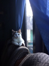 Cellyn sj (berry-kitty-jsbxo) - Trakteer.id