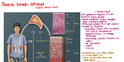Hormon Korteks Adrenal dari Rana Aulia (@rana-afk) di Trakteer ...