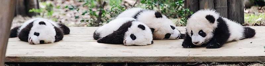 Dori Mata Panda (dorimatapanda) - Trakteer.id