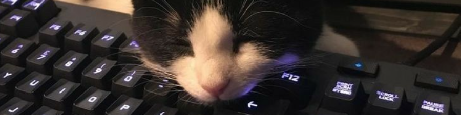 Raven (neonaraven) - Trakteer.id