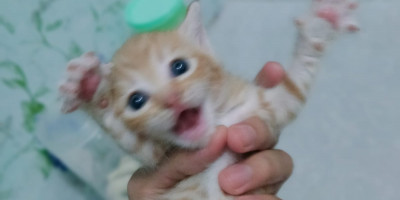 SUKA kucing? - Trakteer.id