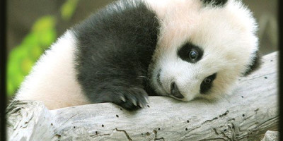 Dori Mata Panda (dorimatapanda) - Trakteer.id